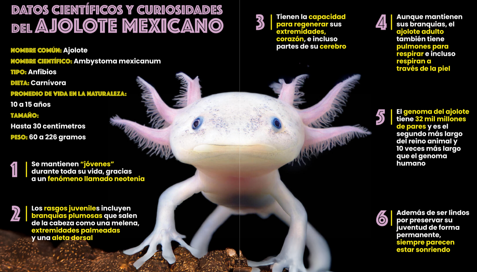 Las características del ajolote, un animal arraigado a la cultura e ...